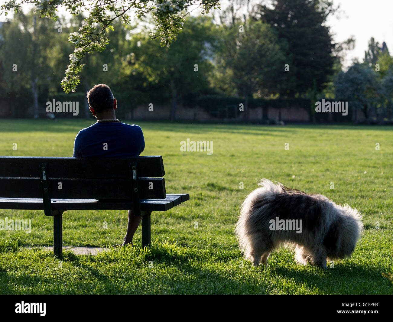 Dutch barge dog hi-res stock photography and images - Alamy