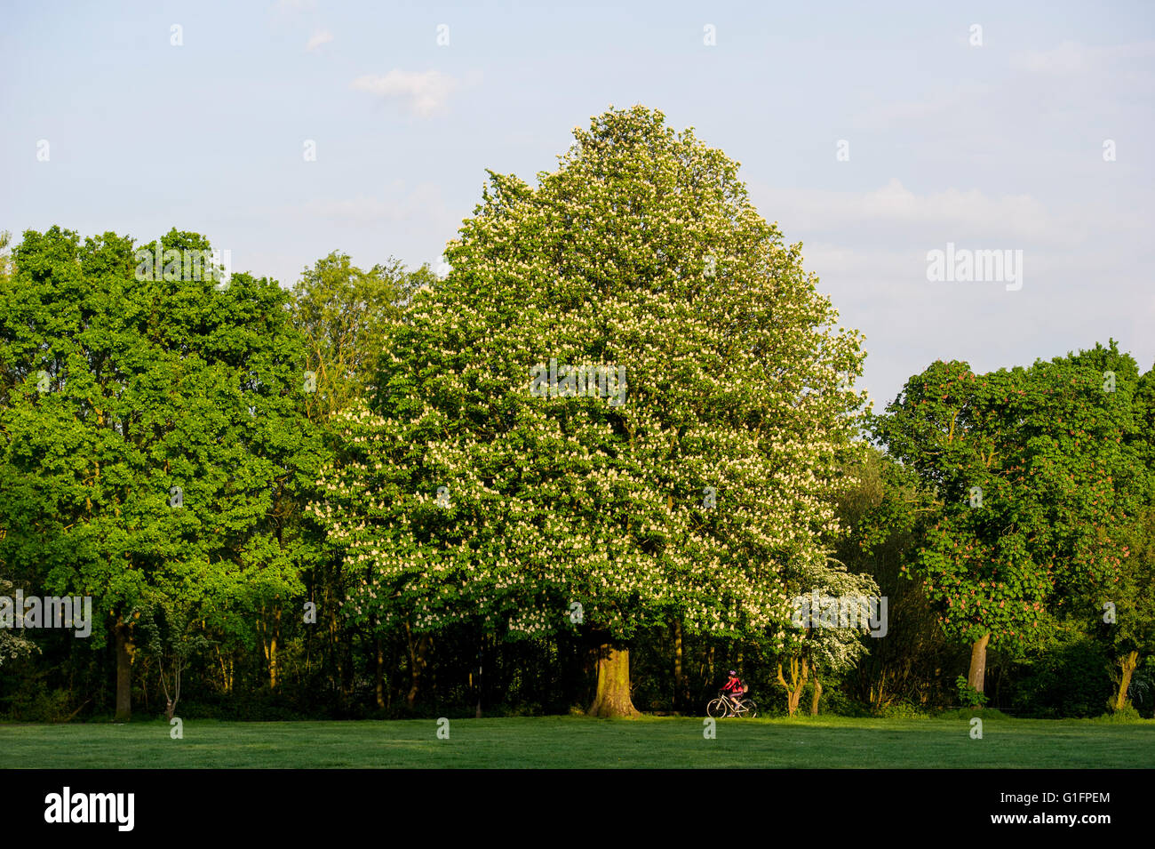 A horse chestnut tree in spring Stock Photo - Alamy