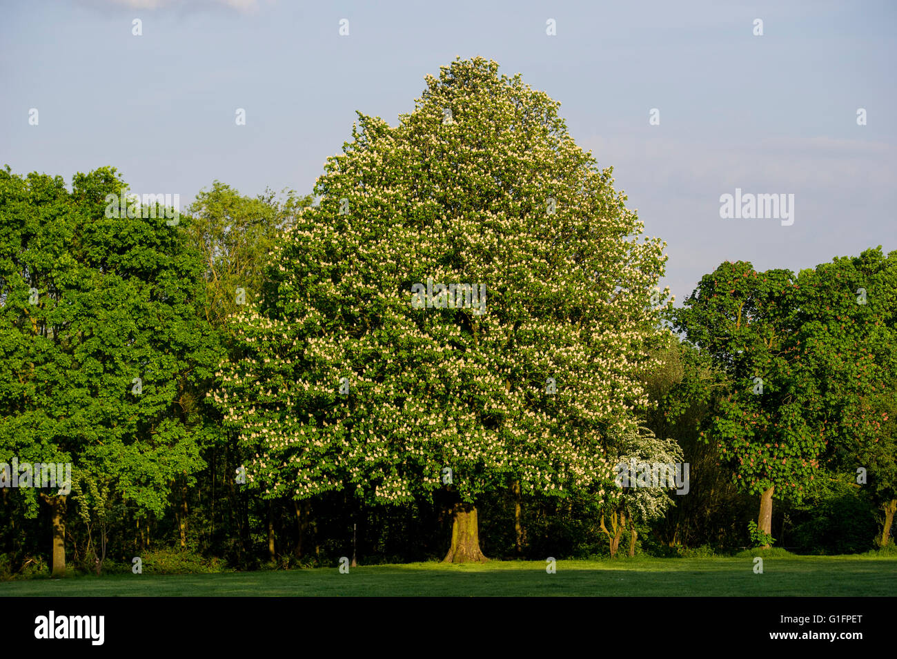 A horse chestnut tree in spring Stock Photo - Alamy