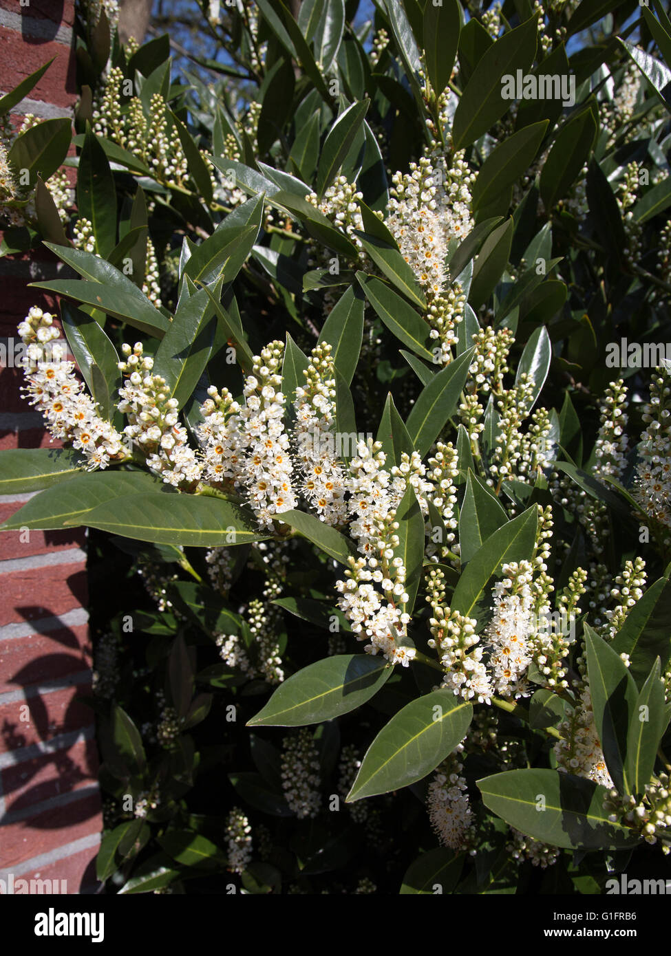 Flowering Cherry Laurel (Prunus laurocerasus Stock Photo - Alamy