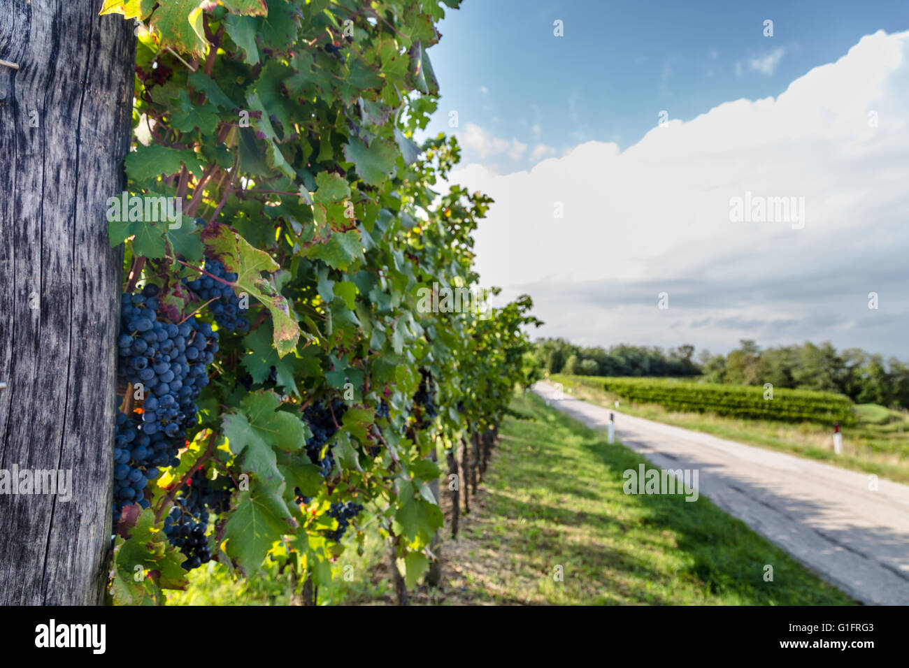 grapevine cultivation in the italian countryside in a stormy summer day ...