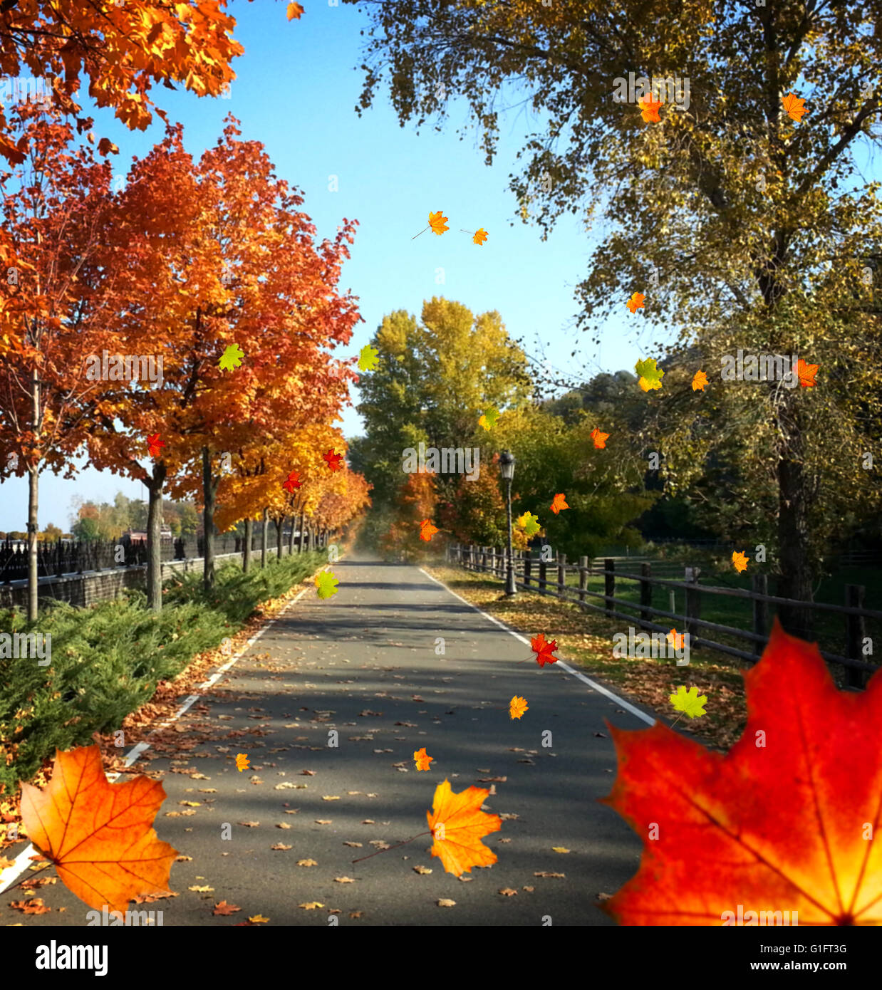 Maple avenue hi-res stock photography and images - Alamy