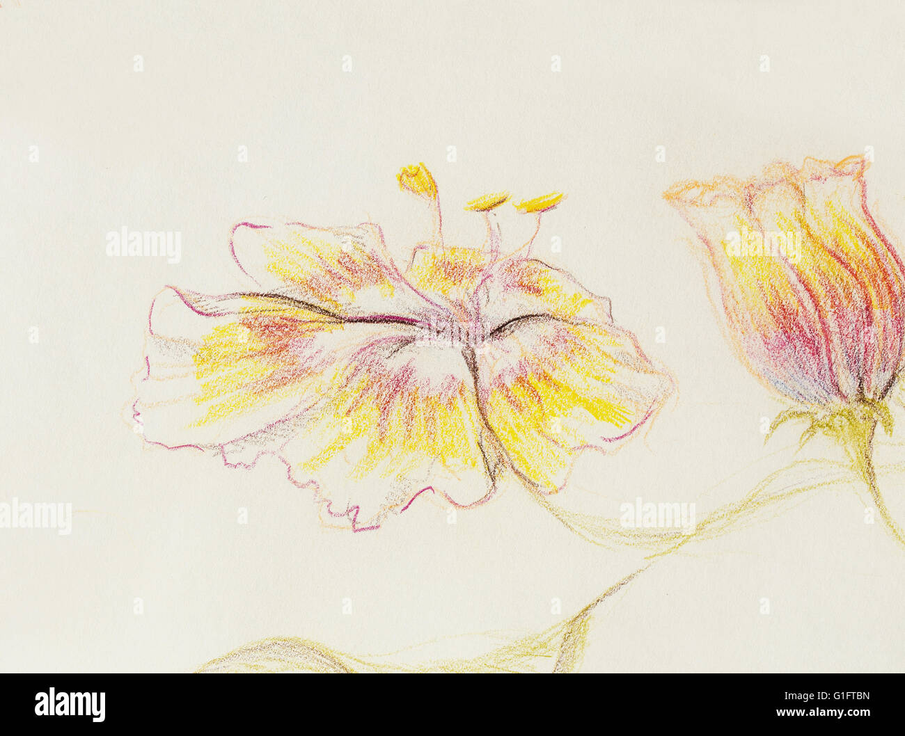 Color drawing flower. Original hand draw on paper Stock Photo - Alamy