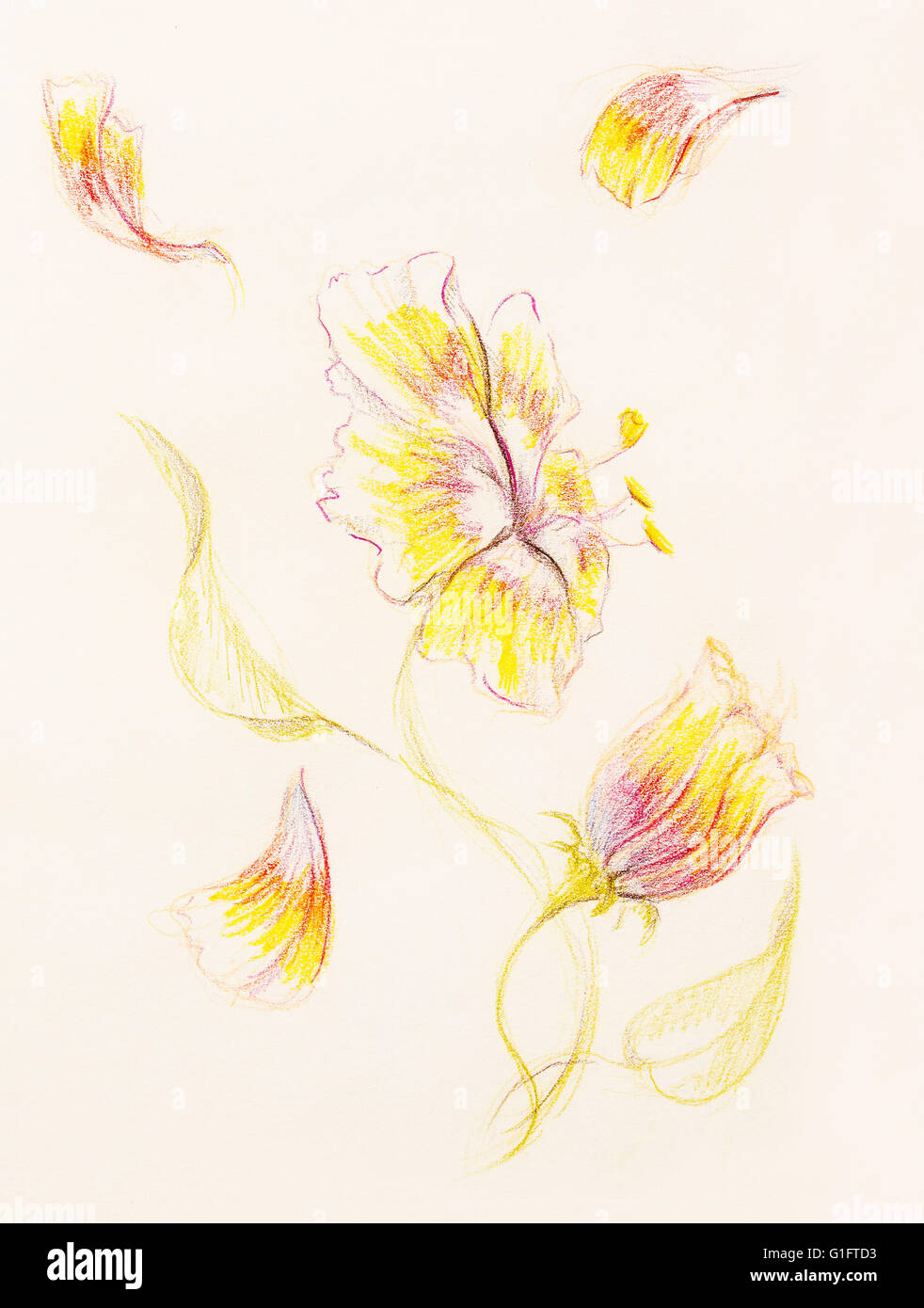 Color drawing flower. Original hand draw on paper Stock Photo - Alamy