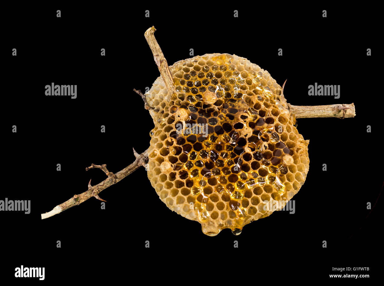 Natural beehive hi-res stock photography and images - Alamy