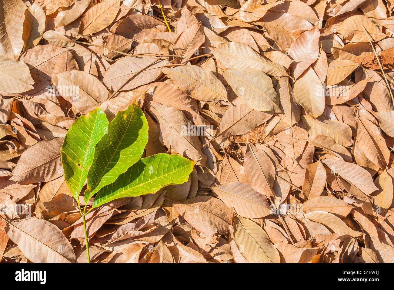Rubber leaves hi-res stock photography and images - Alamy