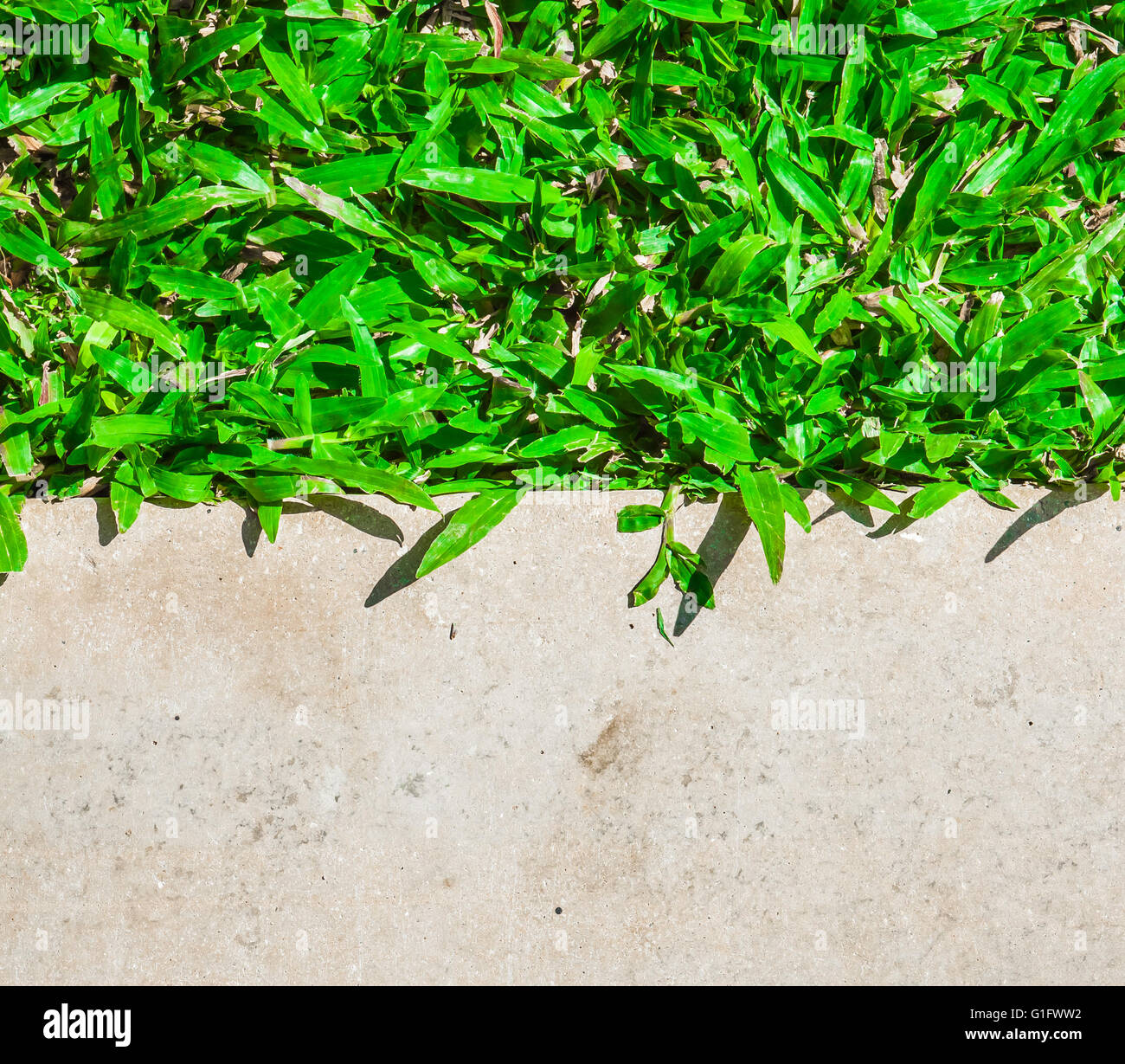 close up pavement walkway in the garden Stock Photo - Alamy