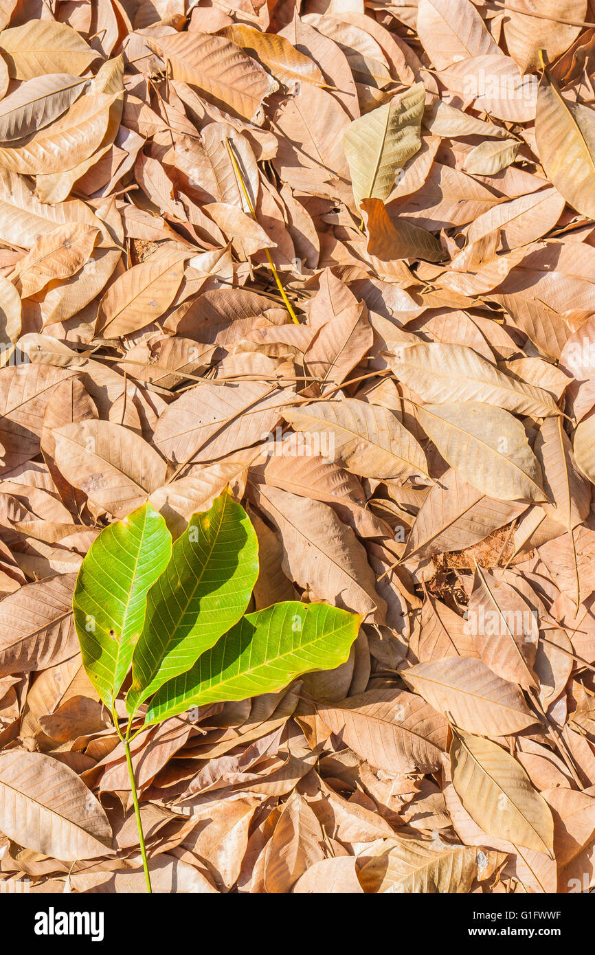 autumn rubber leaves background Stock Photo - Alamy
