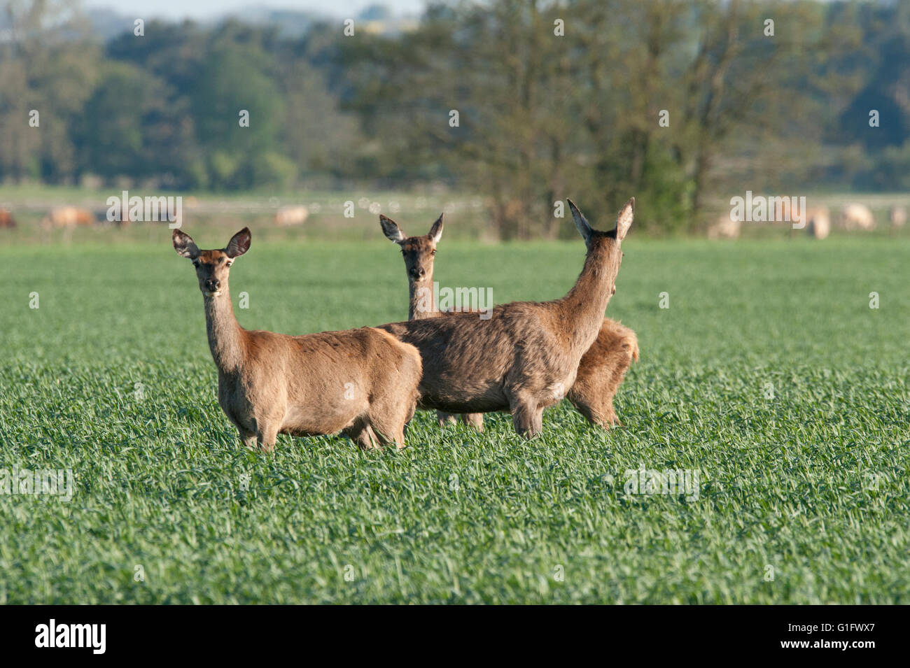 Red deer hinds and calves (cervus elaphus) are feeding in a lush wheat ...