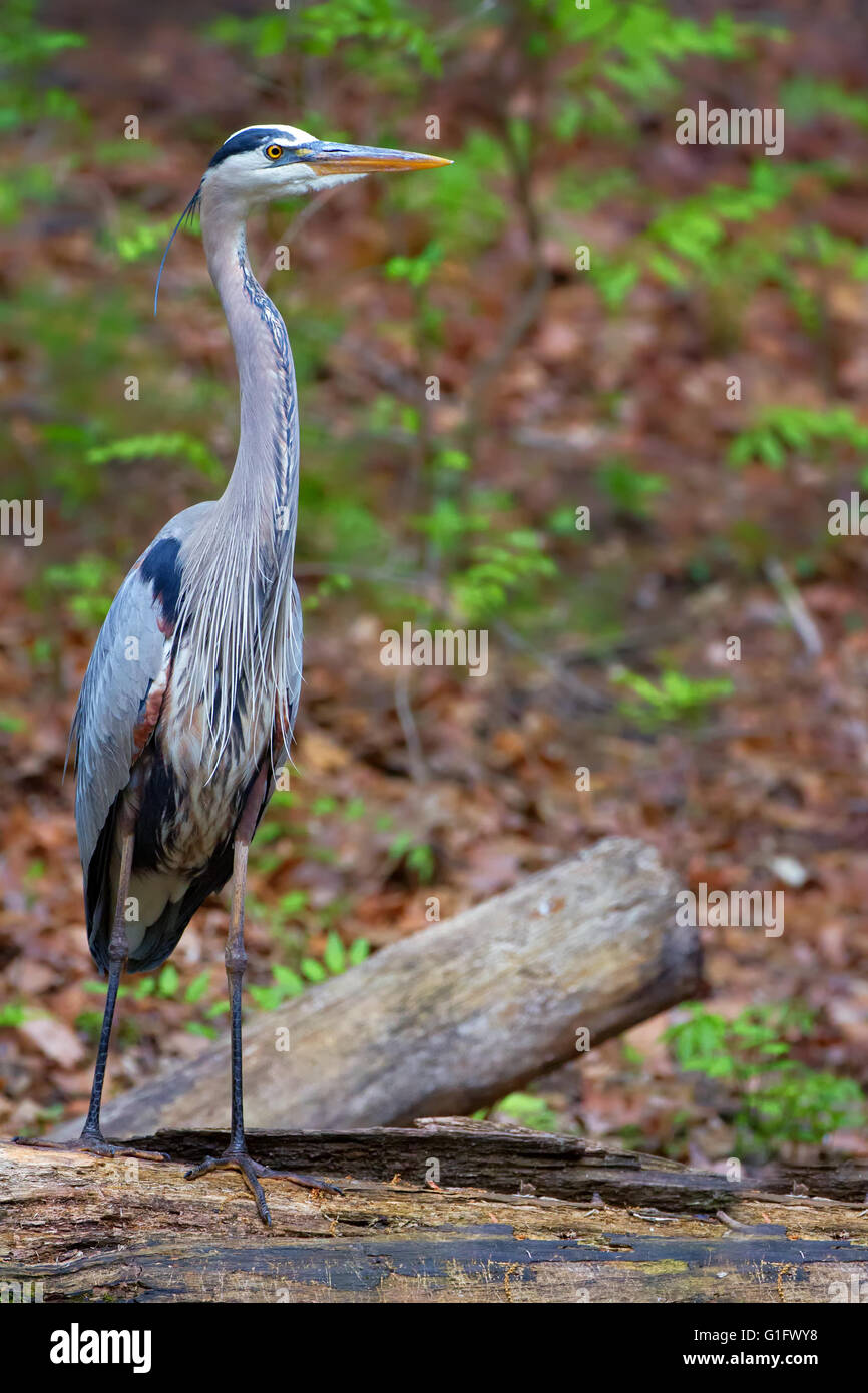 great blue heron standing on a log Stock Photo - Alamy