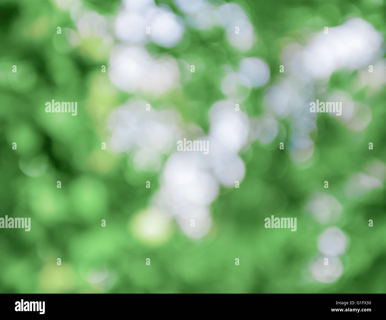 Sunny abstract green nature background, selective focus Stock Photo - Alamy