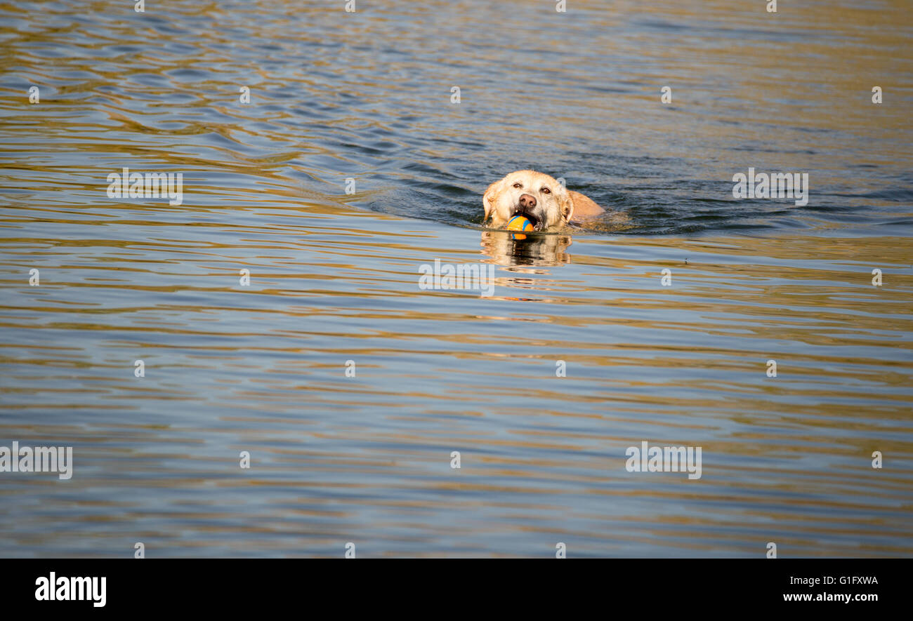 Retriever in water hi-res stock photography and images - Alamy
