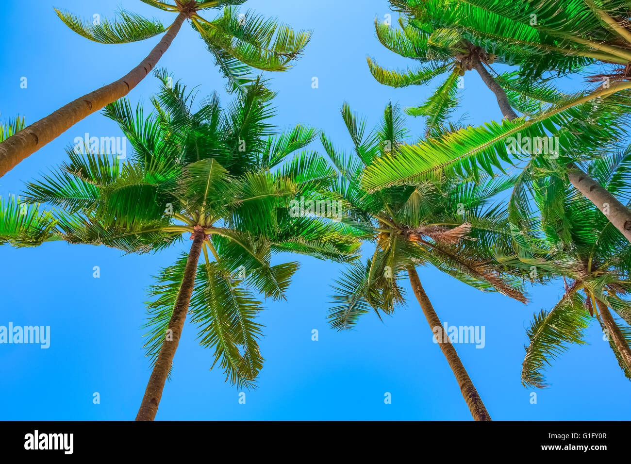 Landscape view coconut palm trees hi-res stock photography and images ...