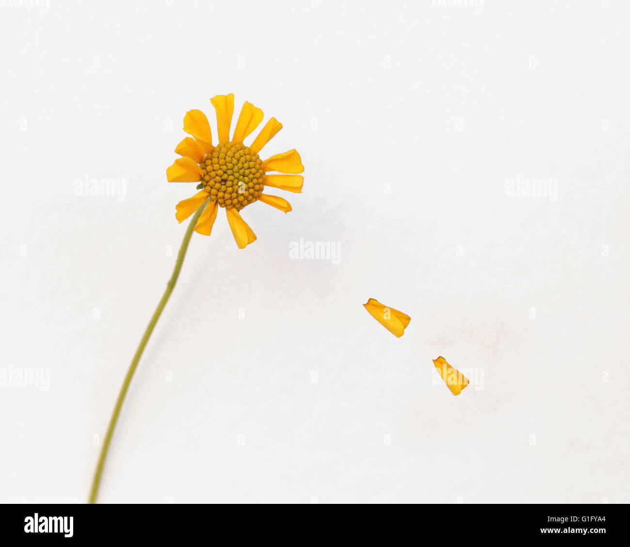 Brittle texture hi-res stock photography and images - Alamy