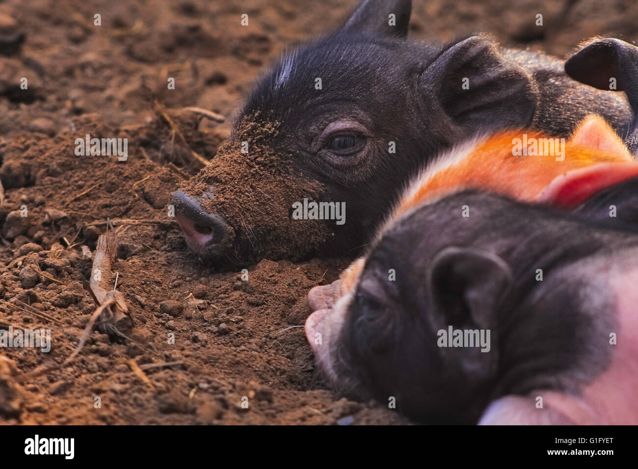 young piglets, saddle pigs, pig Stock Photo - Alamy