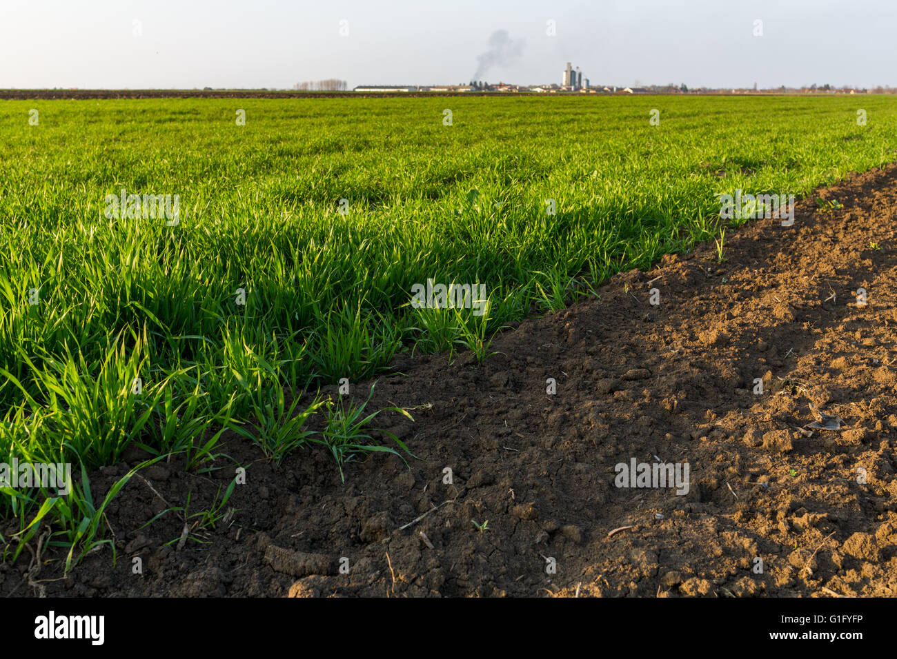 Agricultural landscape, arable crop field Stock Photo - Alamy