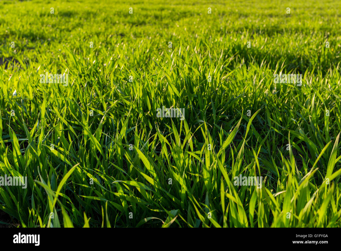 Cultivation of arable crops hi-res stock photography and images - Alamy