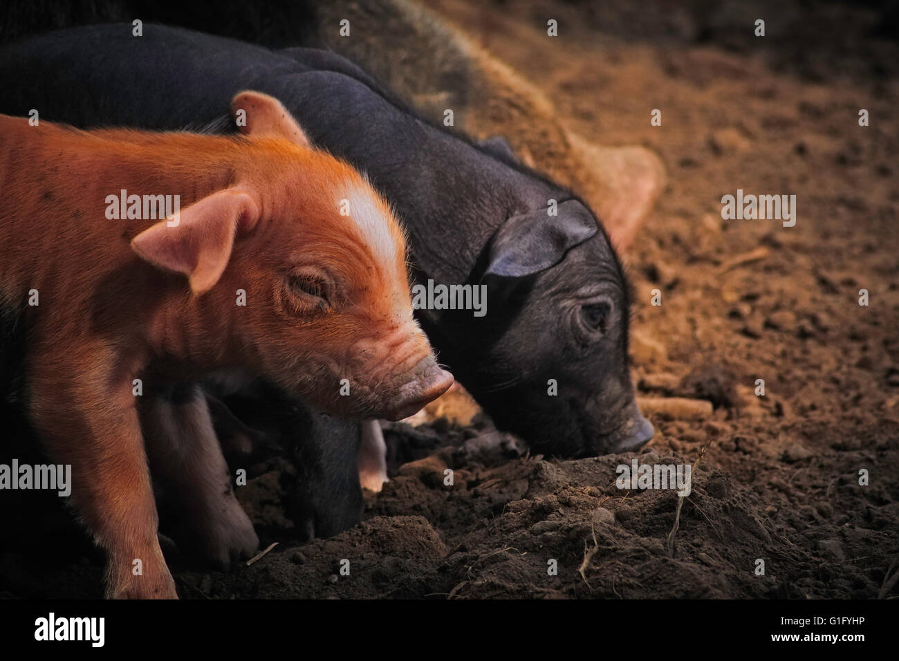young piglets, saddle pigs, pig Stock Photo - Alamy