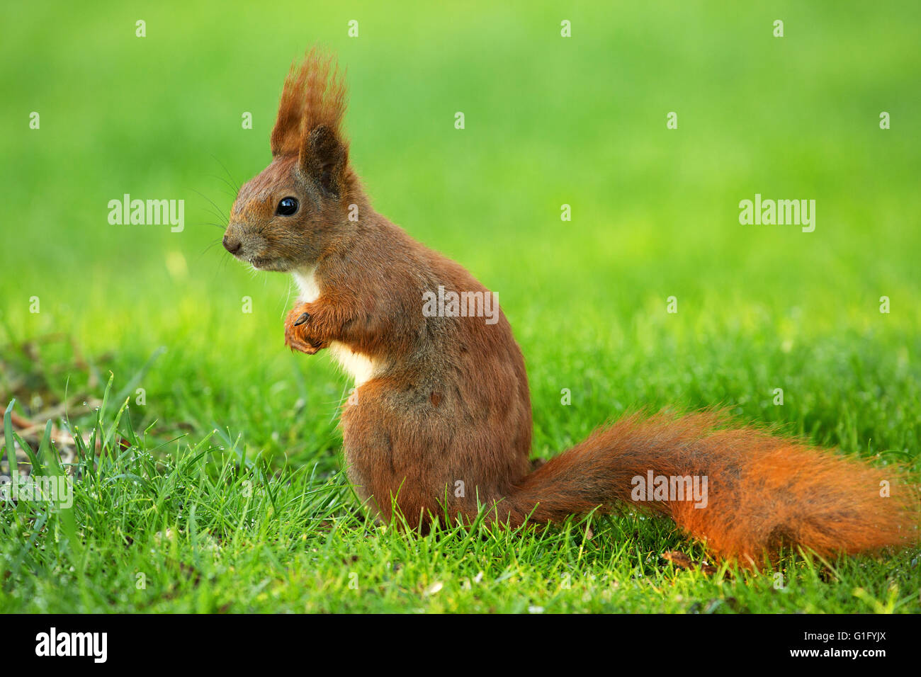 Red Squirrel (Sciurus vulgaris) sitands upright on thre green grass and ...