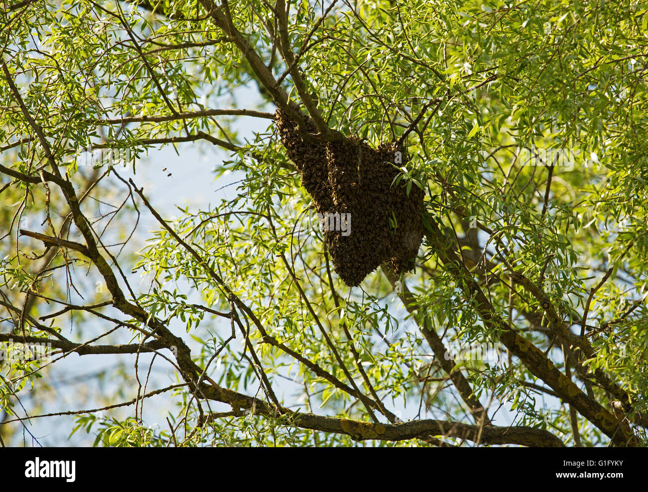 Photo swarm of bees that formed the bark of a tree, before flying in ...