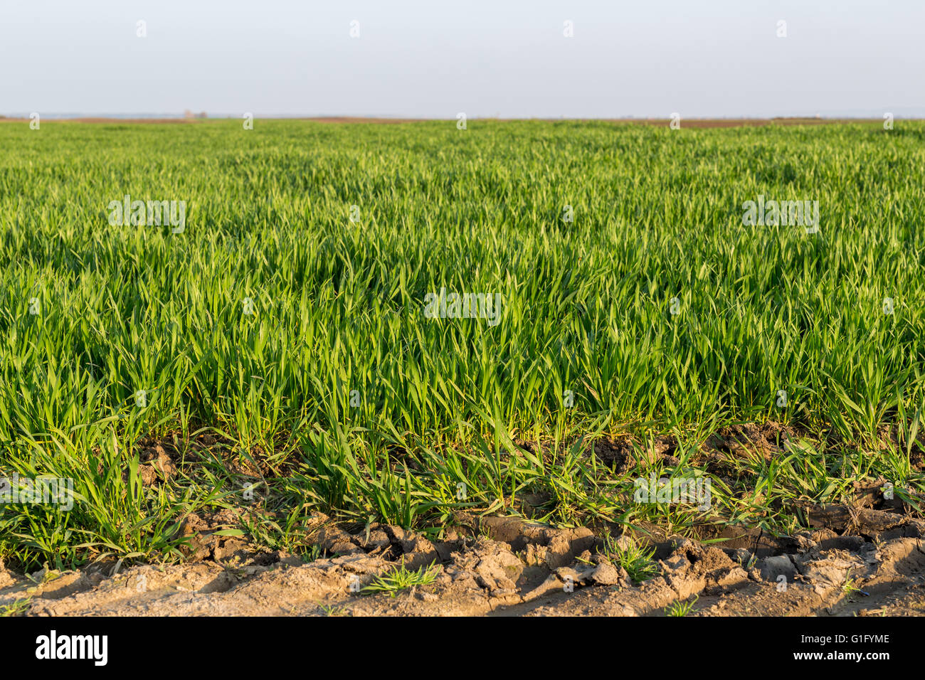 Agricultural landscape, arable crop field Stock Photo - Alamy