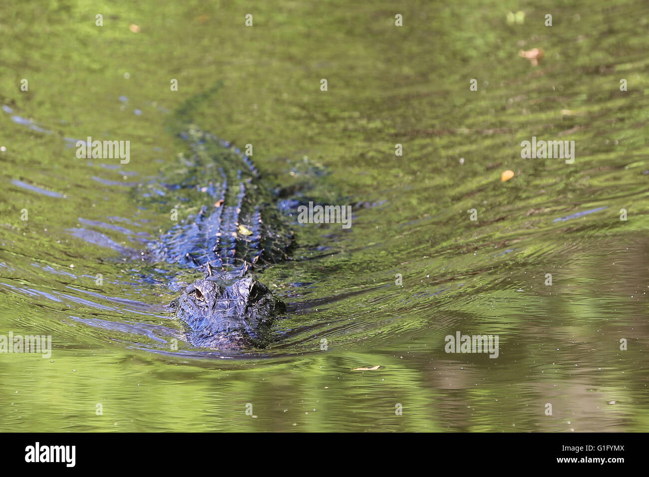 American alligator swimming hi-res stock photography and images - Alamy