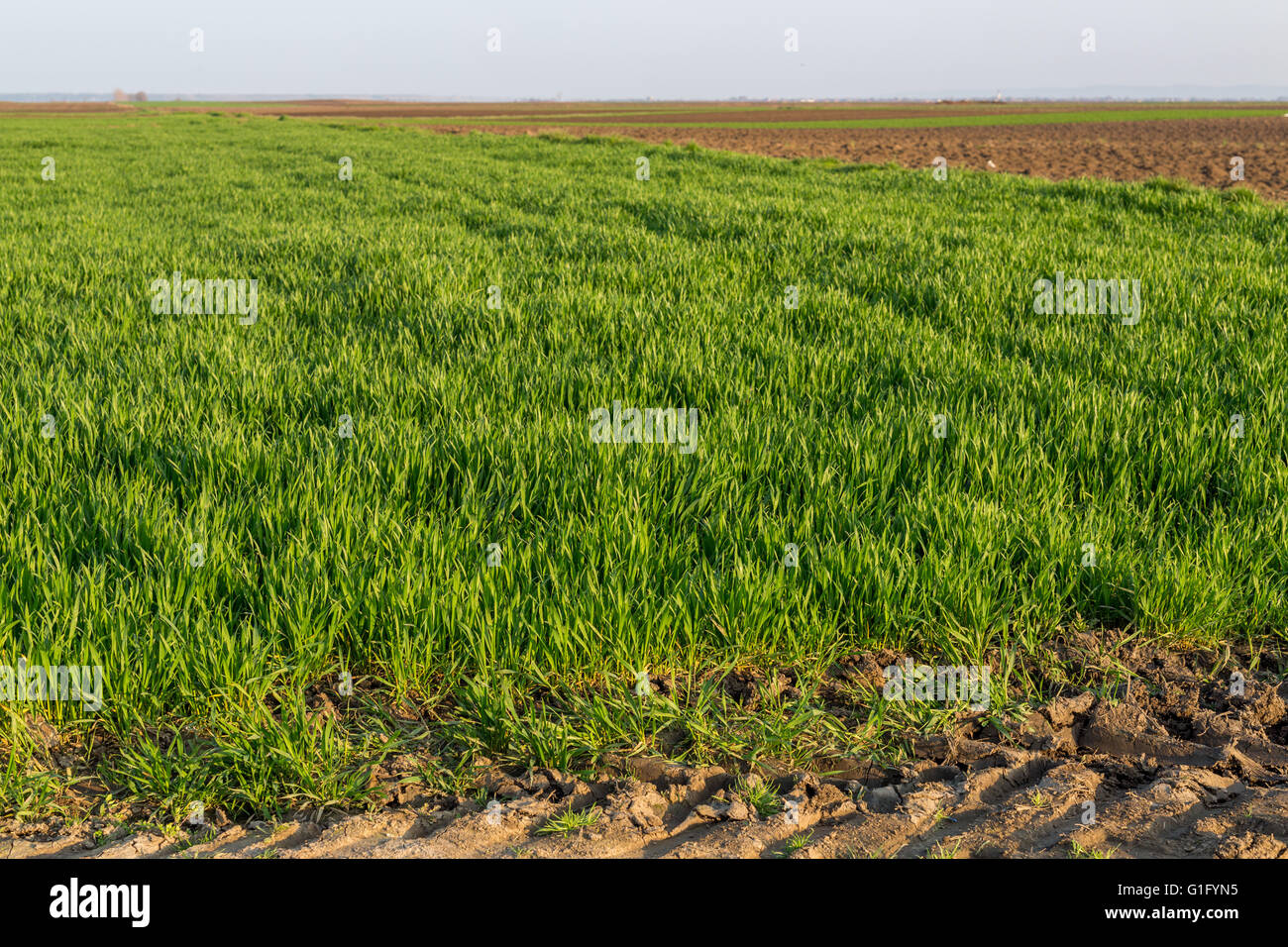 Agricultural landscape, arable crop field Stock Photo - Alamy