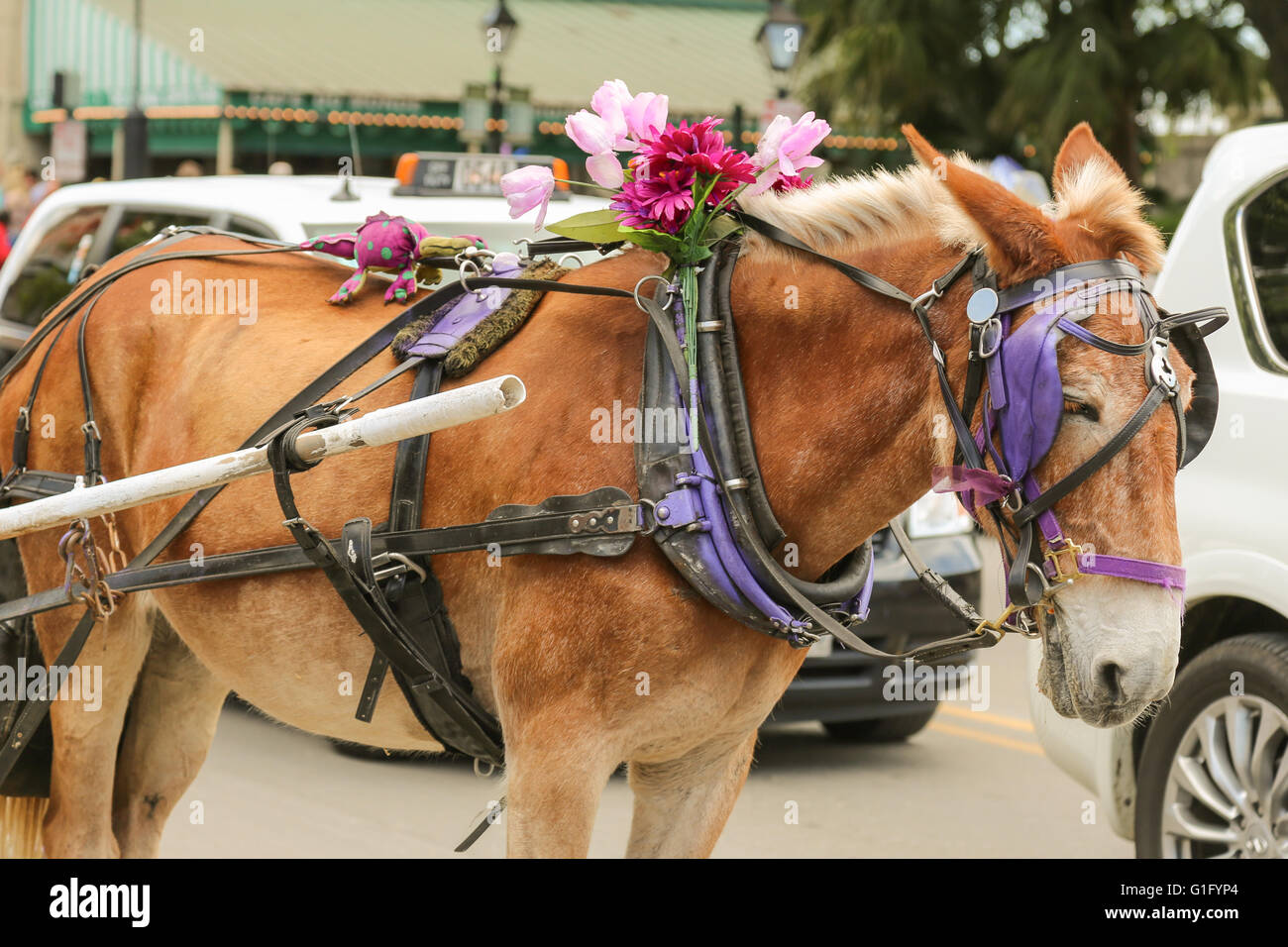 carriage horse in tack and flowers Stock Photo - Alamy