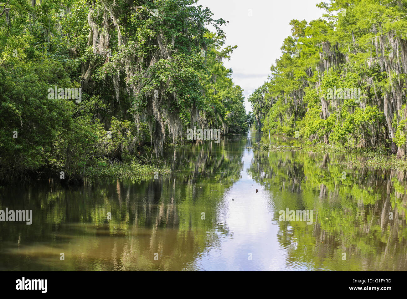 Swamp trees hi-res stock photography and images - Alamy