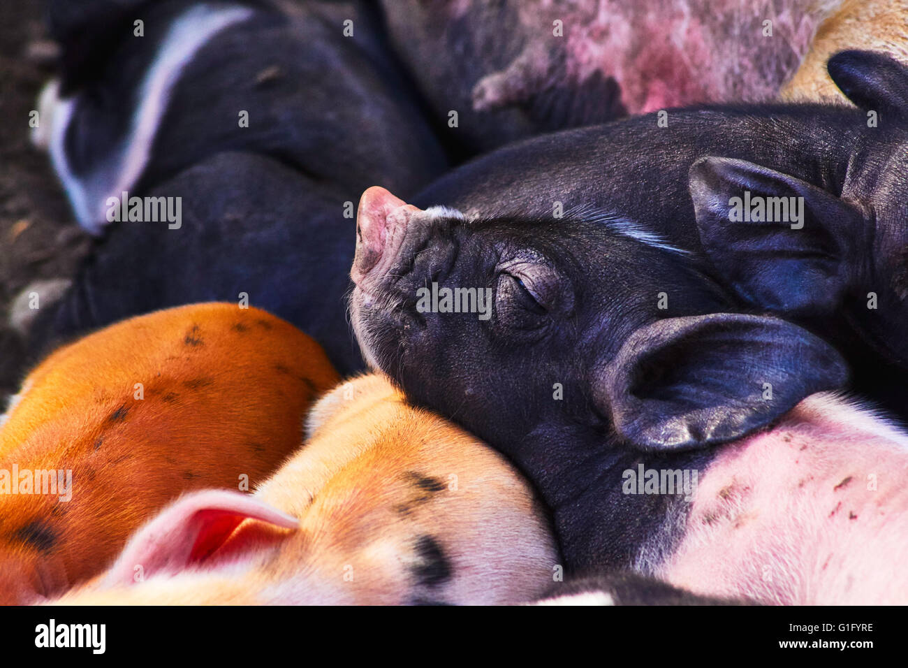 young piglets, saddle pigs, pig Stock Photo - Alamy