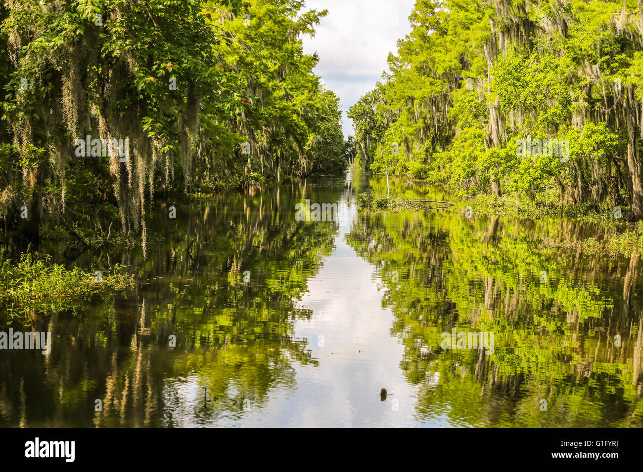 Swamp fish hi-res stock photography and images - Alamy