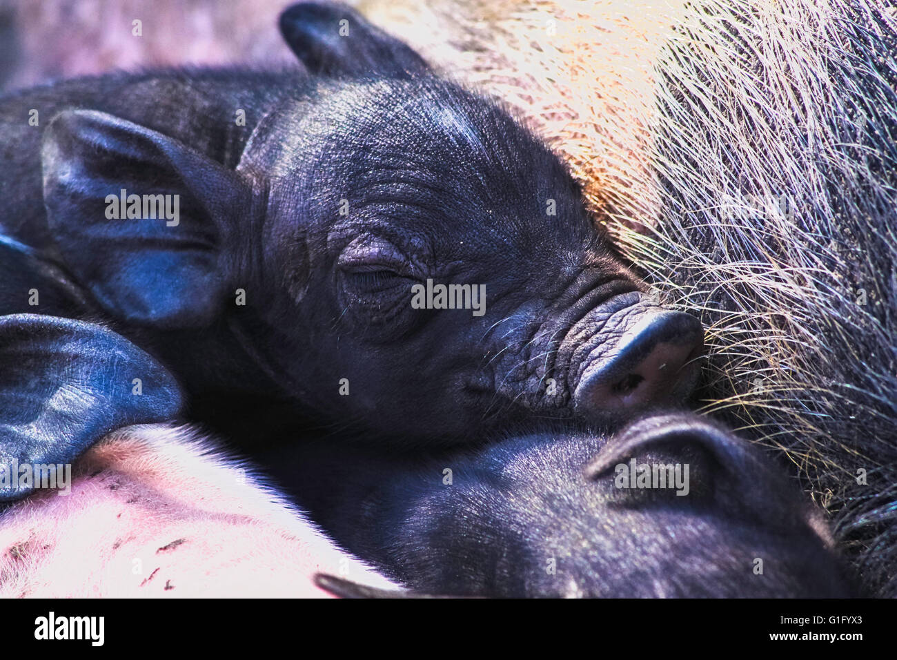 young piglets, saddle pigs, pig Stock Photo - Alamy