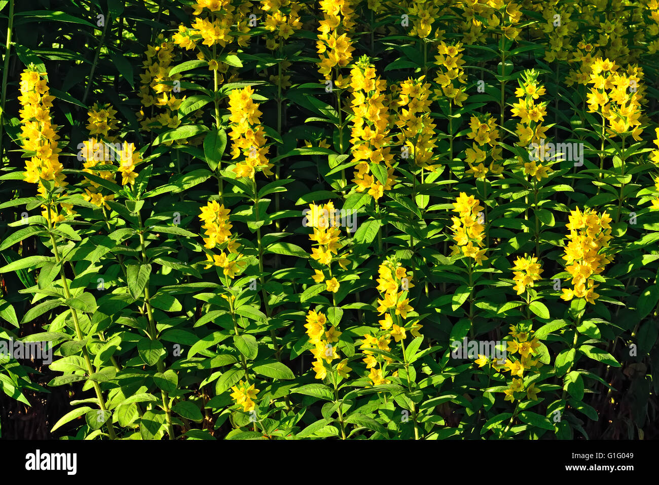 Common loosestrife lysimachia vulgaris hi-res stock photography and ...