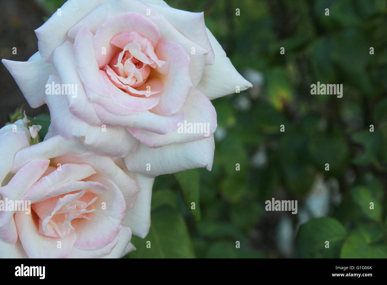 Two fully-bloomed blush pink roses in a garden with room for text Stock ...