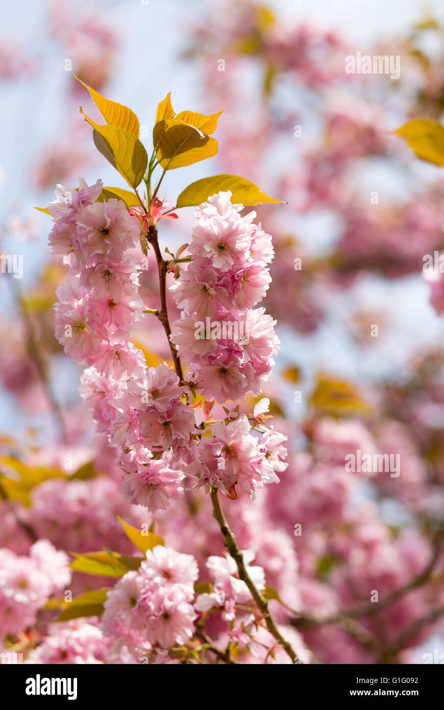 Prunus serrulata kwanzan hi-res stock photography and images - Alamy
