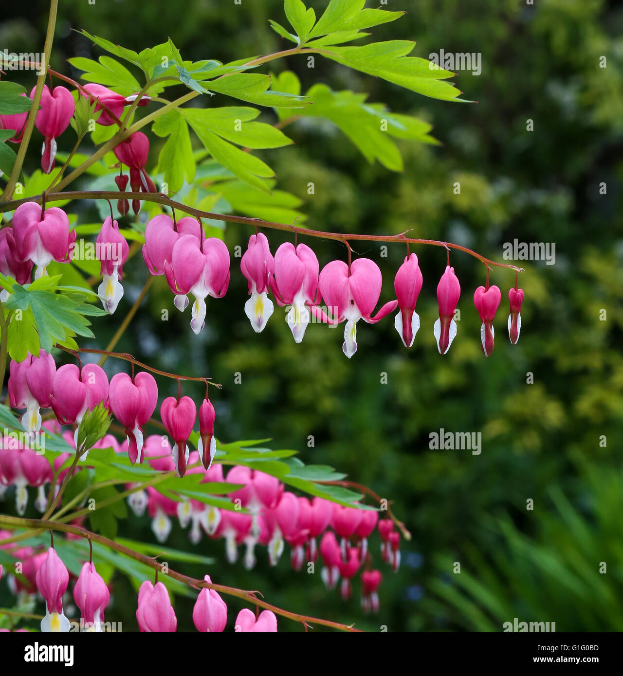 Bleeding heart flower (Dicentra Spectabils) lyre flower love heart on ...
