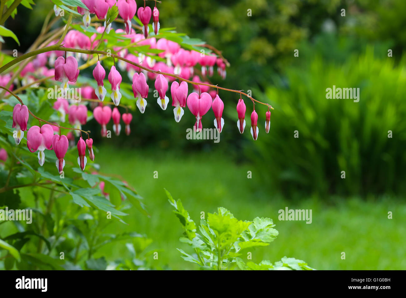 Bleeding heart flower (Dicentra Spectabils) lyre flower love heart on ...