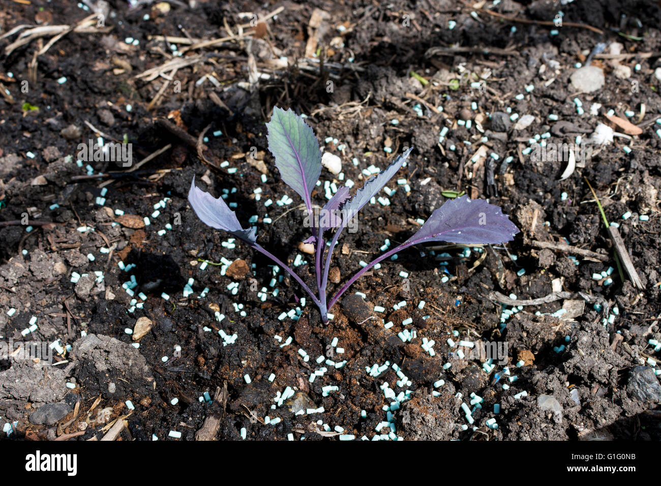 Young red cabbage (Brassica oleracea) seedlings being protected from ...
