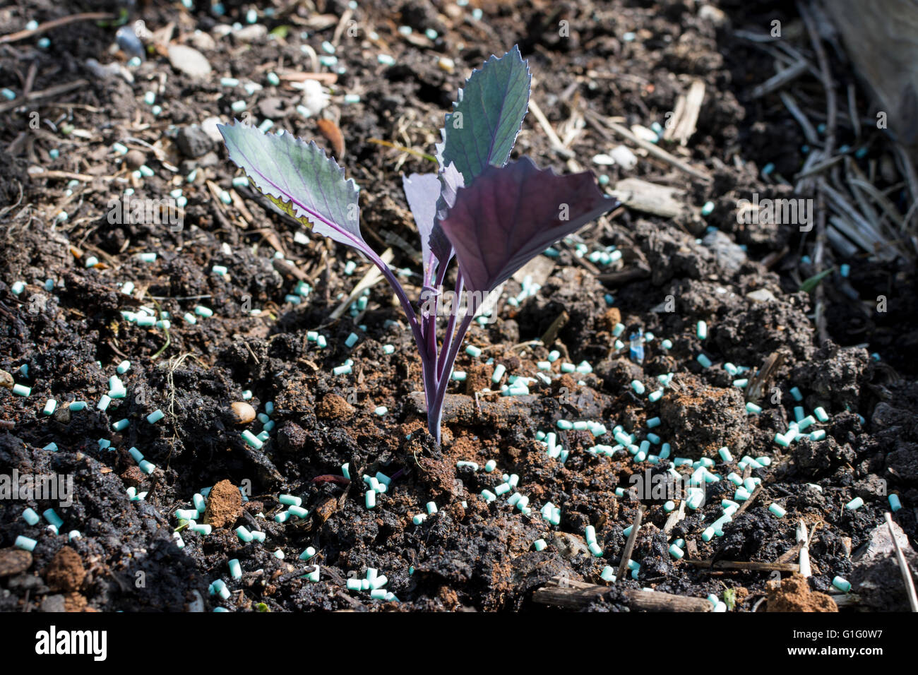 Red Cabbage Seedlings Hybrid Red Cabbage Seed, Packaging Size: 10 Gm,