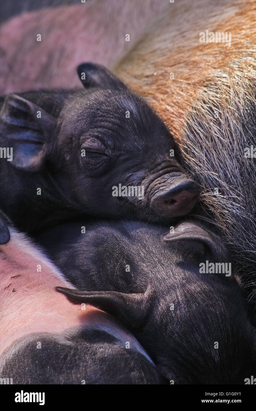 young piglets, saddle pigs, pig Stock Photo - Alamy