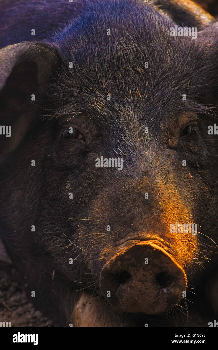 portrait of a boar of an old pet german pet breed called saddle pigs ...