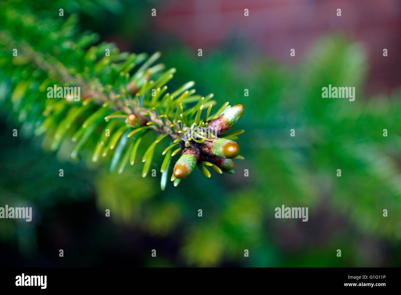 Golden cone female flower hi-res stock photography and images - Alamy