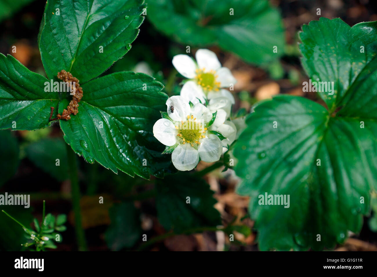 STRAWBERRY IN FLOWER Stock Photo - Alamy