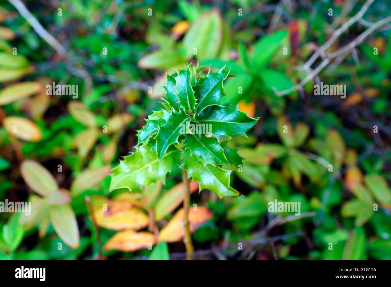Holly hedge tree uk hi-res stock photography and images - Alamy