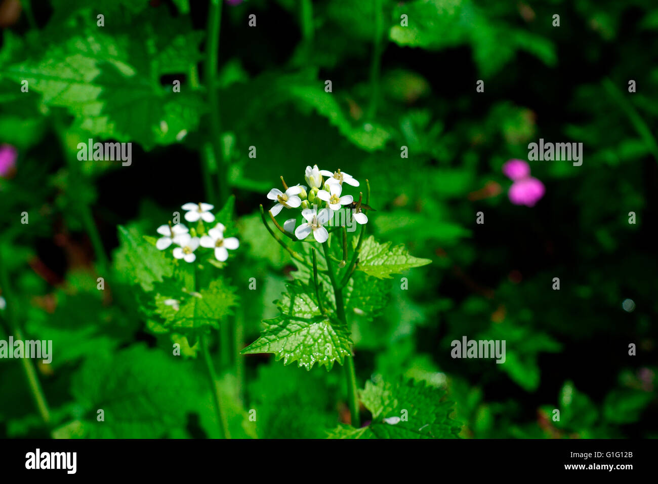 Calamine plants hi-res stock photography and images - Alamy