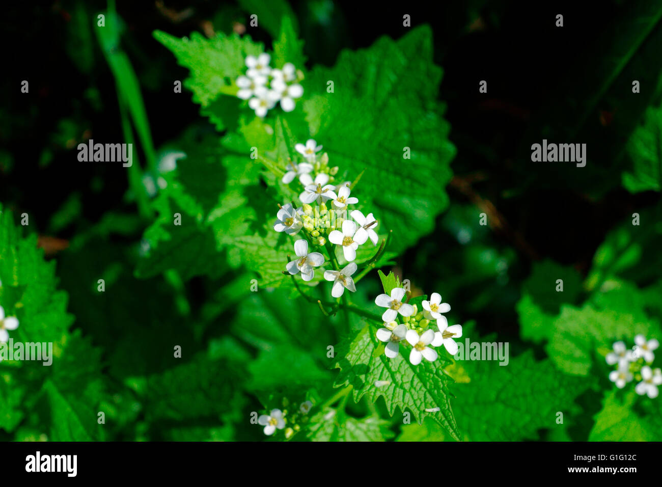 Calamine tea plant hi-res stock photography and images - Alamy