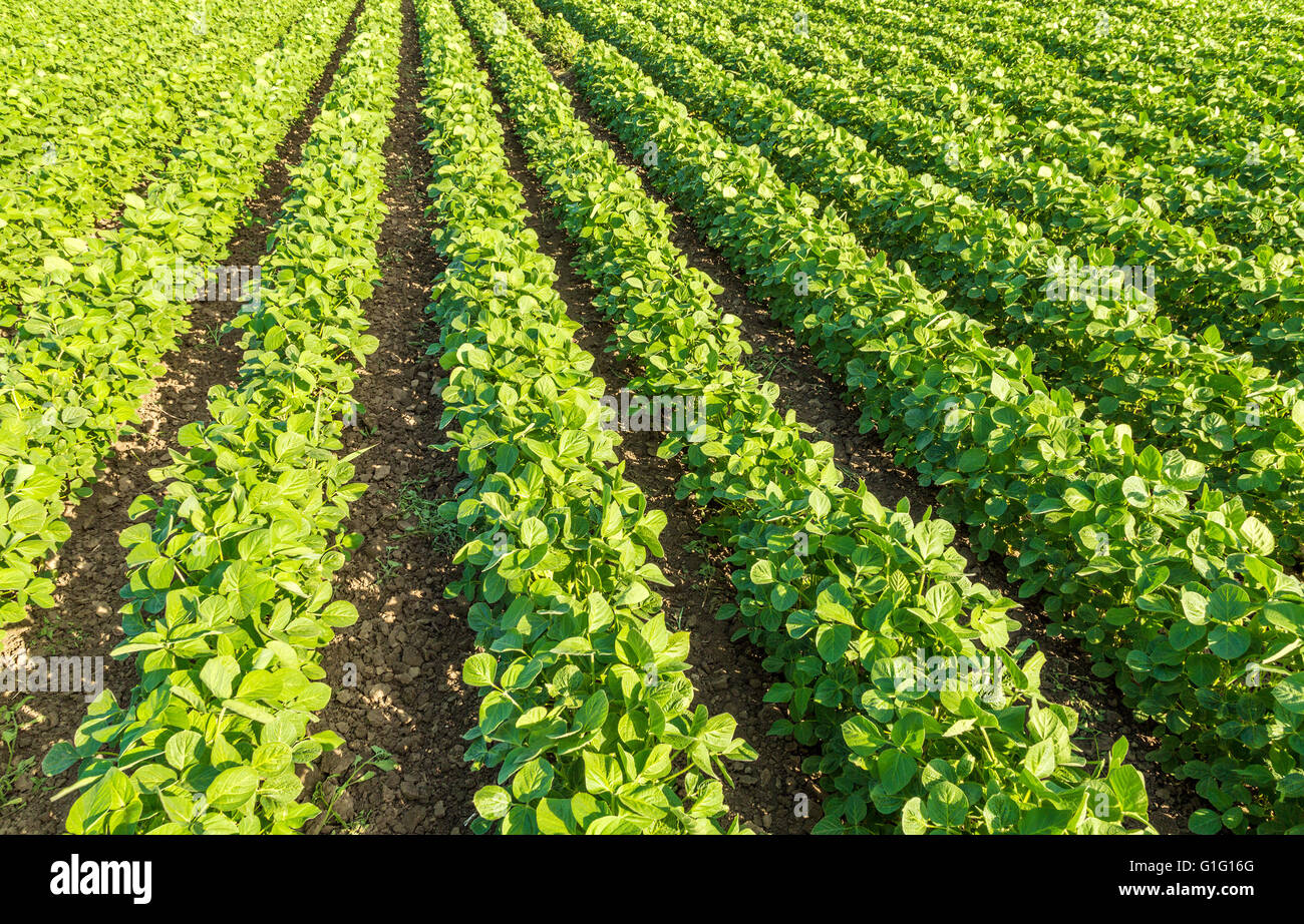 Green soybean plants Stock Photo - Alamy