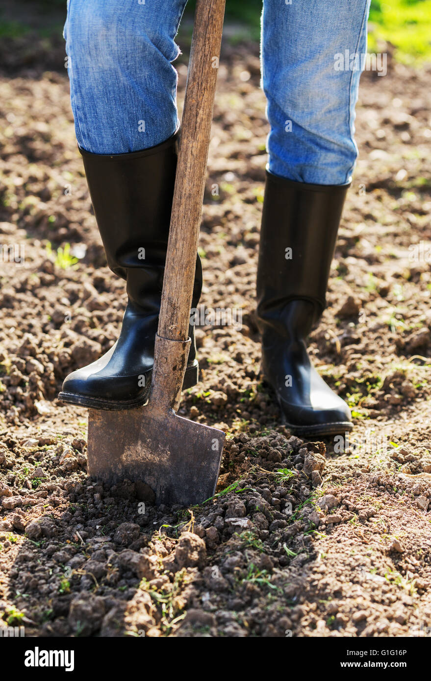 Shoveling in the garden Stock Photo - Alamy