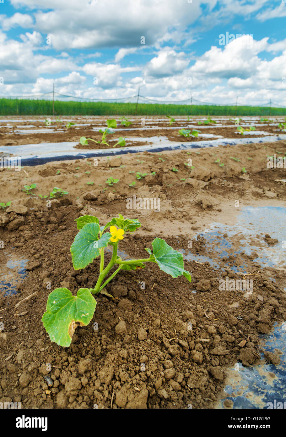 Melon plant hi-res stock photography and images - Alamy