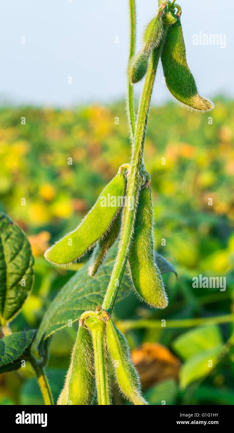 Green soybean plants close-up shot Stock Photo - Alamy